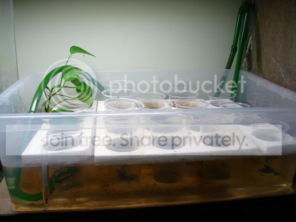 Tadpole Rearing System | Reptile Forums